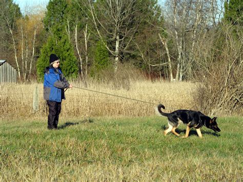Tracking Classes Surrey Dog Obedience Training Club Tracking Classes Surrey Dog Obedience Training Club