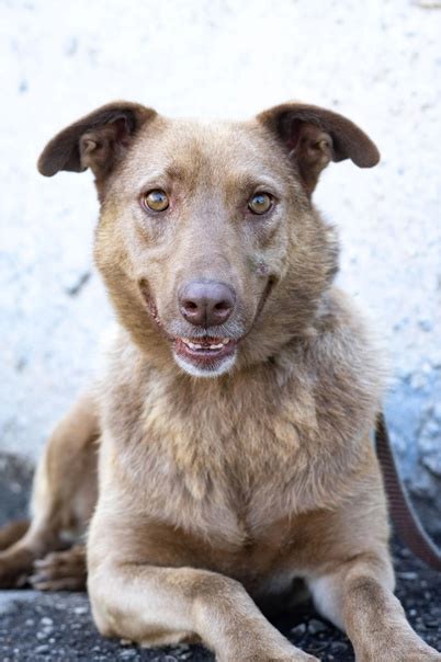 Обратите ваше внимание на эту красивую девочку шоколадного окраса Она
