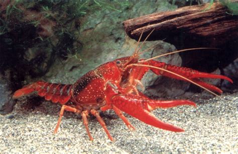 고유종의 파괴 ④ 붉은가재 네이버 블로그