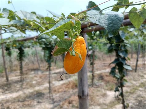 How To Grow Sicyos Edulis Earthone