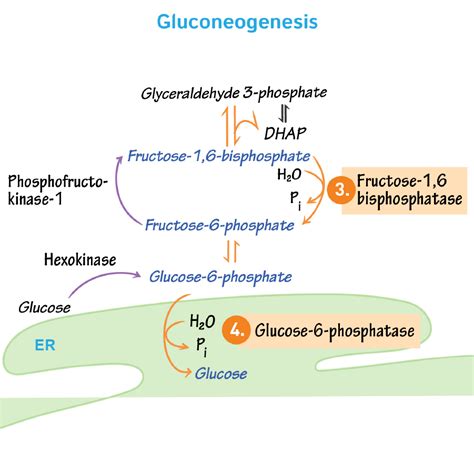 Biochemistry Glossary Gluconeogenesis Ditki Medical And Biological