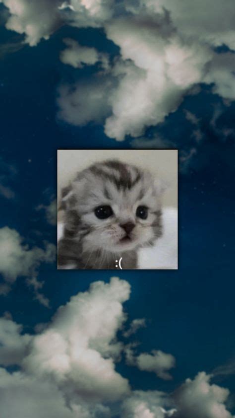 Обои С Мемными Котами