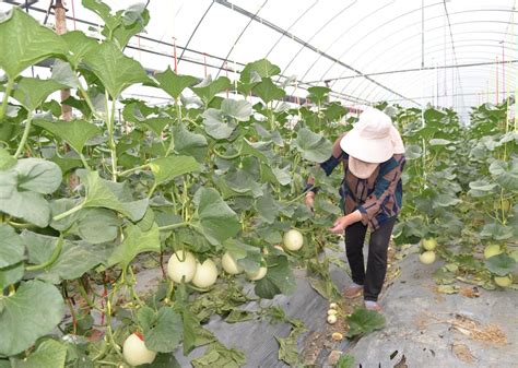 江苏盐城建湖西甜瓜的甜蜜密码 盐城新闻网