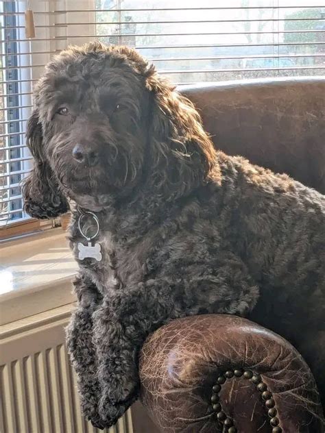 Cockapoo Lovers Club Facebook