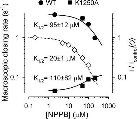 Dose Dependence Of Nppb Gating Effects Macroscopic Closing Rates Of Wt