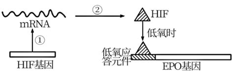 如图表示生物体内遗传信息的传递和表达的过程。下列有关叙述不正确的是（