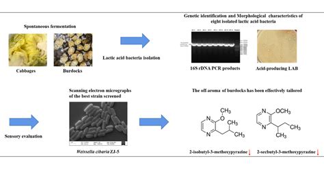 Isolation And Identification Of Lactic Acid Bacteria And Their Effects On The Off Odor Of