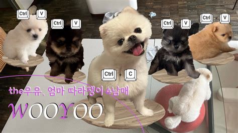 네남매의 아이돌이 되어버린 우유 금쪽이들 엄마 따라하기 프로젝트 Youtube