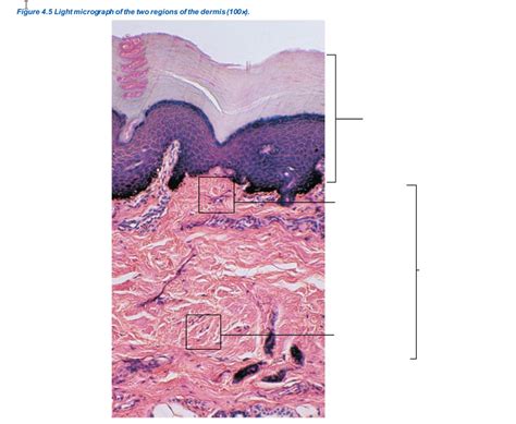 Dermis Diagram Quizlet