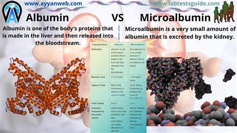 Albumin Vs Microalbumin Definations And Vomparison Ltg