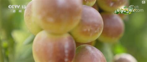在希望的田野上 新疆图木舒克：冬枣丰收 采摘忙销售旺