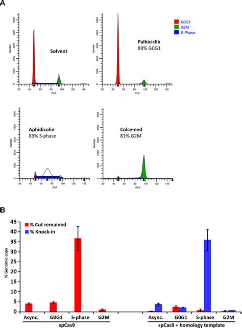 Cell Cycle Synchronization And Efficiency Of Crisprcas9 Mediated Gene