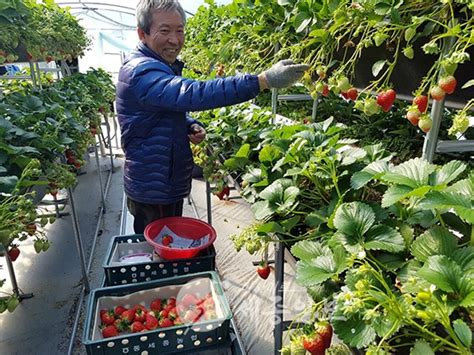 딸기 삼각베드에서 육묘와 재배를 동시에”