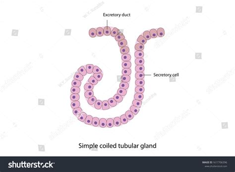 Education Chart Anatomy Classification Glands Simple Stock Illustration