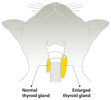 Hyperthyroidism In Cats Norbrook Laboratories