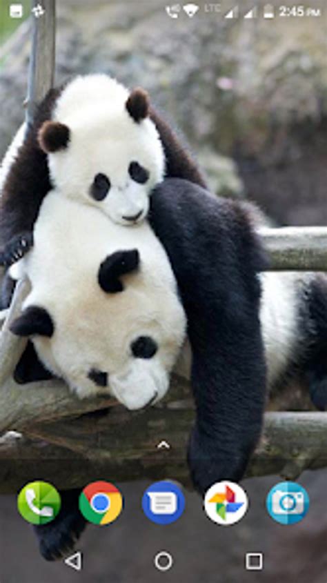Android 용 Panda Wallpaper Hd 다운로드