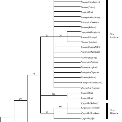 Bootstrap Consensus Tree Reconstructed By Maximum Parsimony Analysis Of Download Scientific