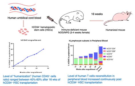 Mouse Model Mammalian Development At Rita Campbell Blog