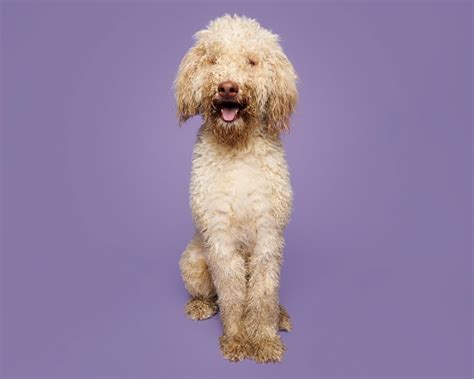 Parsnip The Animal Protection Society Of Durham Parsnip The Animal Protection Society Of Durham