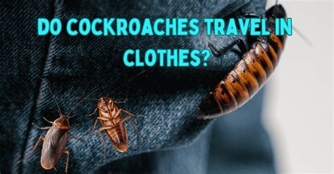 Do Cockroaches Travel In Clothes A Guide To Prevention