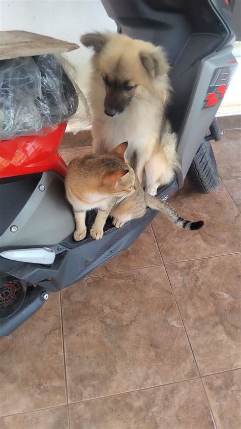 හැමෝටම සුභම සුභ දවසක් සතුටින් ඉන්න යාළුවනේ Subscribe1000 ගන්න ඔයාලා හැමෝම අමතක නොකර