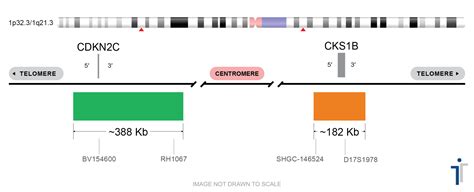 1p1q Fish Probe Empire Genomics