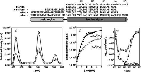 Top Sequences Of The Dna Binding Domains Of C Fos And C Jun Showing Download Scientific