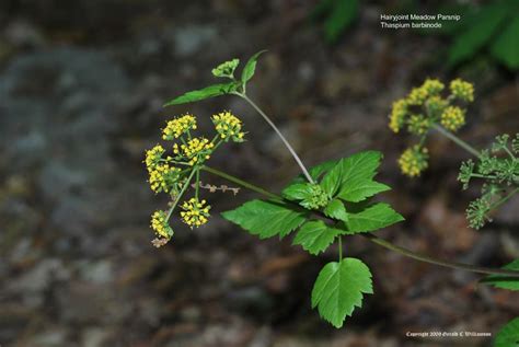 Hairyjoint Meadow Parsnip Thaspium Barbinode