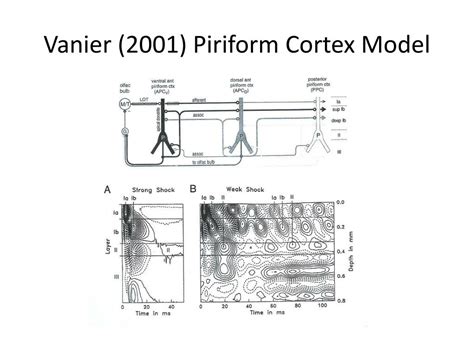 Ppt Vanier Piriform Cortex Model Powerpoint Presentation Free