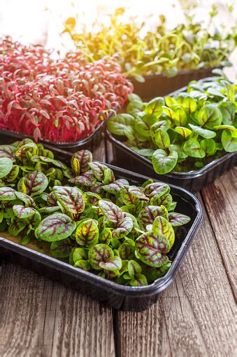 플라스틱 트레이의 마이크로 그린 나무 배경에 쟁반에 혼합 된 마이크로 그린 대마 생분해 성 매트에 마이크로 그린을 돋아 집에서 씨앗의 발아 비건 채식과 건강 식품 개념 0