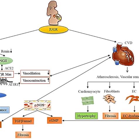 Schematic Representation Of Raas And A Significant Decrease In Download Scientific Diagram