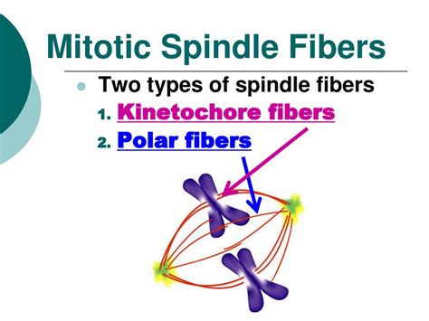 Lecture 19 Honors Biology Ms Day Ppt Download