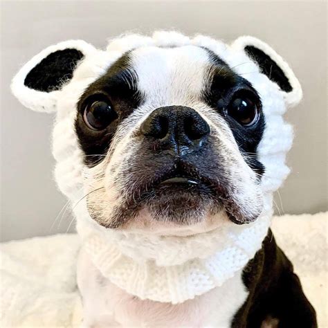 Boris The Ugly Panda
