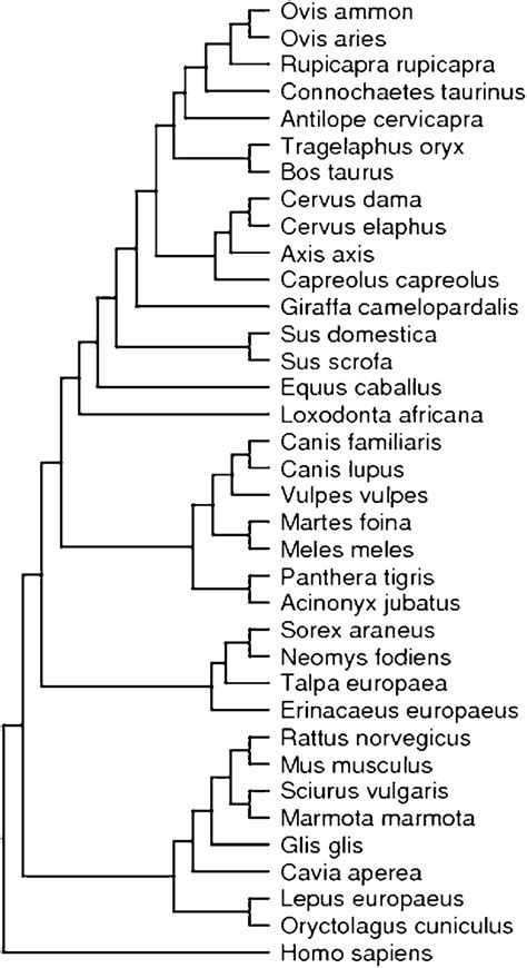 Phylogeny Of The Mammalian Species Investigated Branch Lengths Are Download Scientific Diagram