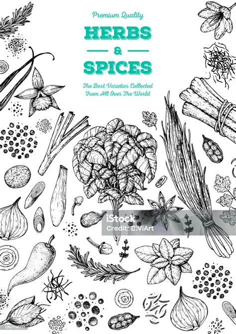 허브와 향신료 손으로 그린 벡터 일러스트레이션 향기로운 식물 손으로 그린 음식 스케치 빈티지 일러스트레이션 카드 디자인 스케치 스타일입니다 향신료와 허브 흑백 디자인 강황에