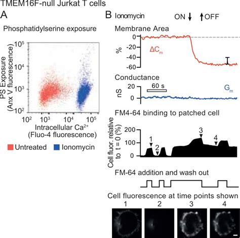 Tmem16f Activation By Ca2 Triggers Plasma Membrane Expansion And