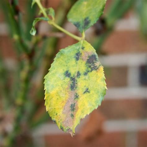 Black Spots On Roses Why Are They There Envirospray