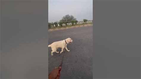Cute Labra Dor Youtube