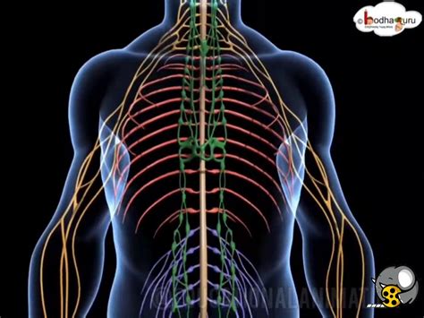 🖥 سیستم عصبی انسان فیلو