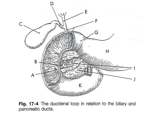 Duodenum Diagram Quizlet