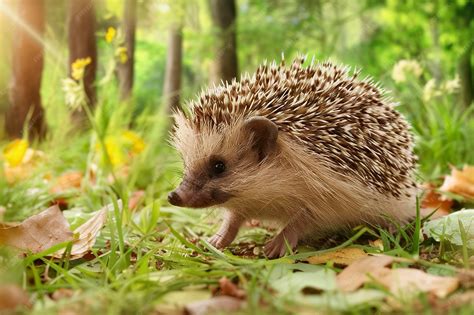 Premium Photo Young Hedgehog In Natural Habitat
