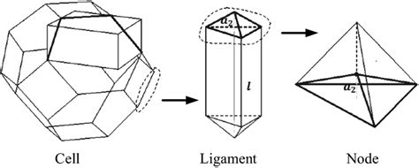 Structures Of Tetrakaidecahedron Cell Ligament And Node Download Scientific Diagram