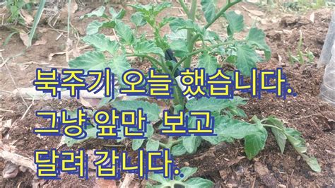 토마토 6배 수확 하려면 곁순 절대로 제거 하지 마세요 토마토재배 토마토 농사 Youtube