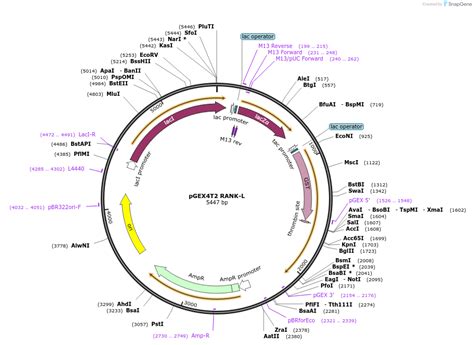 Addgene Pgex4t2 Rank L