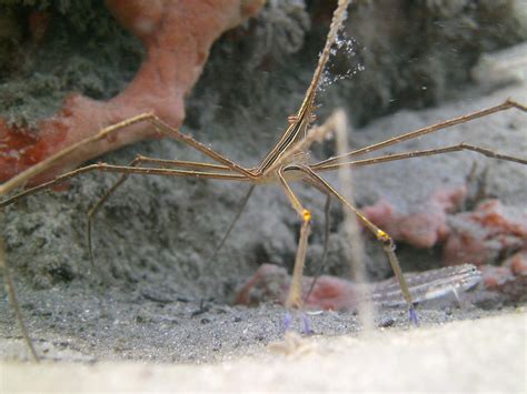 Types Of Crabs Different Crab Species With Photos