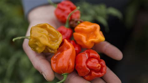 What Is Pepper X Pepper X Plant Ovni