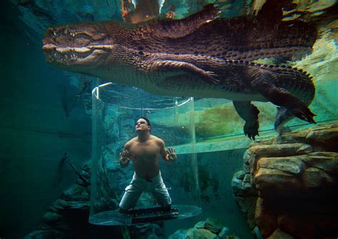 Crocosaurus Cove Australia Amazing Swimming Pools Cool Swimming