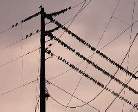 Poles Detection Object Detection Dataset By Ongraph