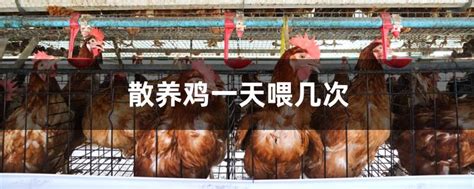 散养鸡一天喂几次 如意谷