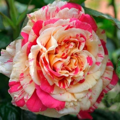 მოგვწერეთ პირადში💜 ანას ვარდები